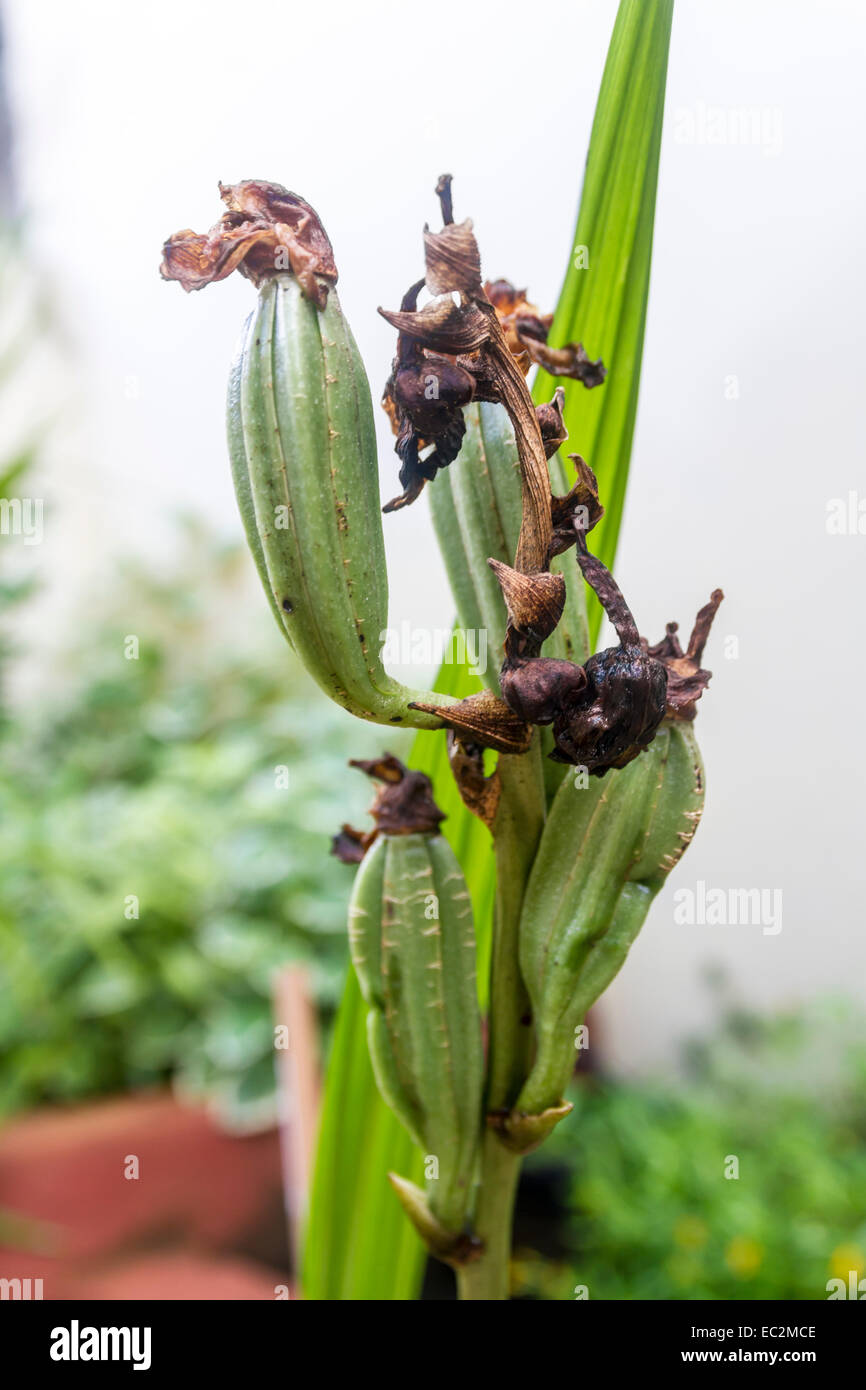 Peristeria elata hi-res stock photography and images - Alamy