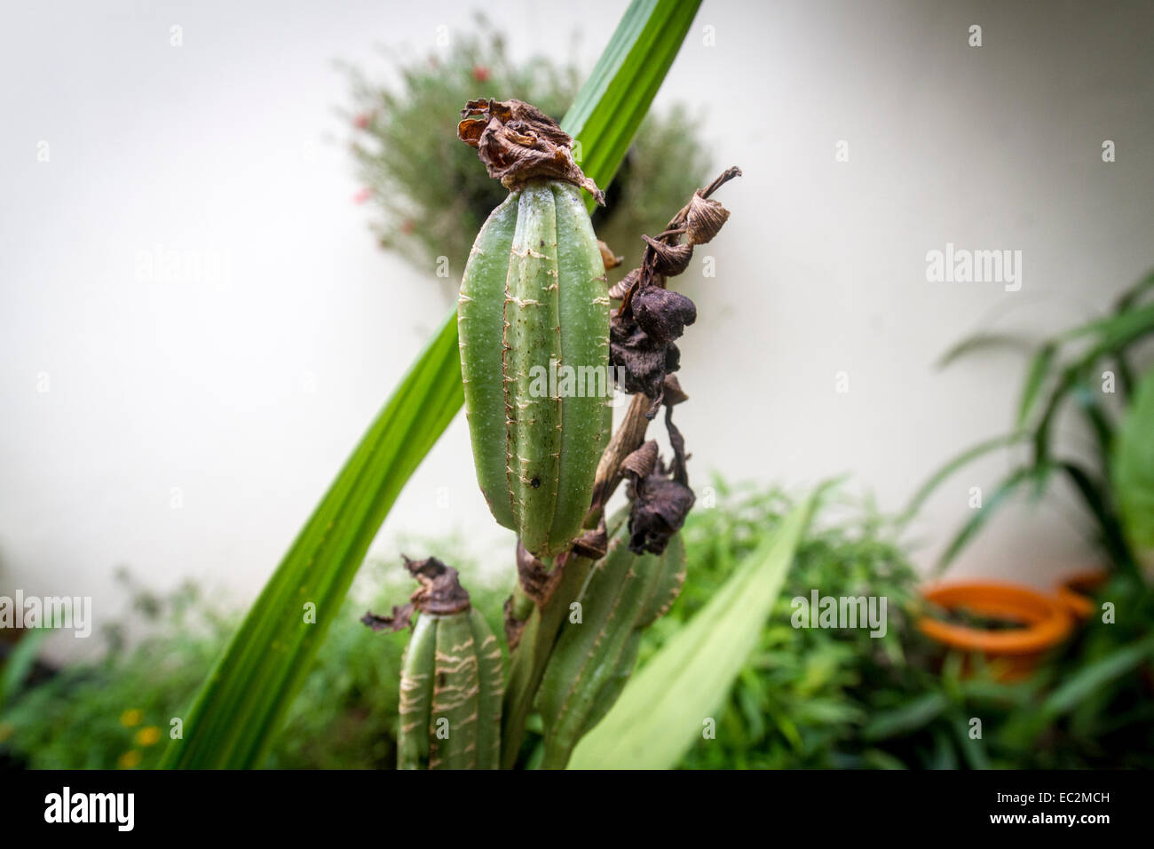Peristeria elata orchid seedpods Stock Photo - Alamy