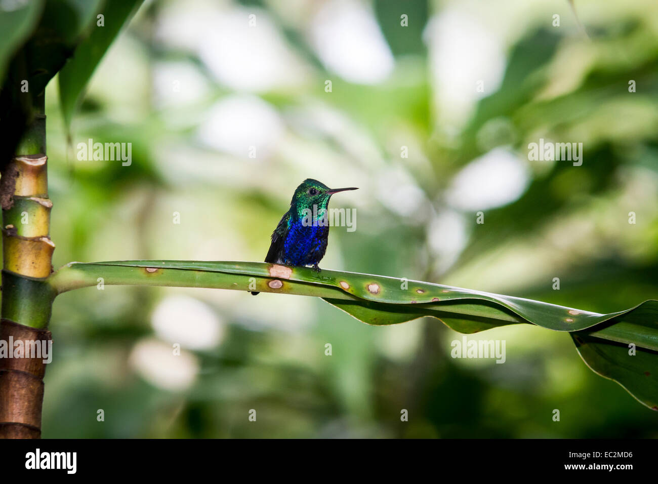 Violet-Crowned Woodnymph hummingbird, Damophila julie Stock Photo - Alamy