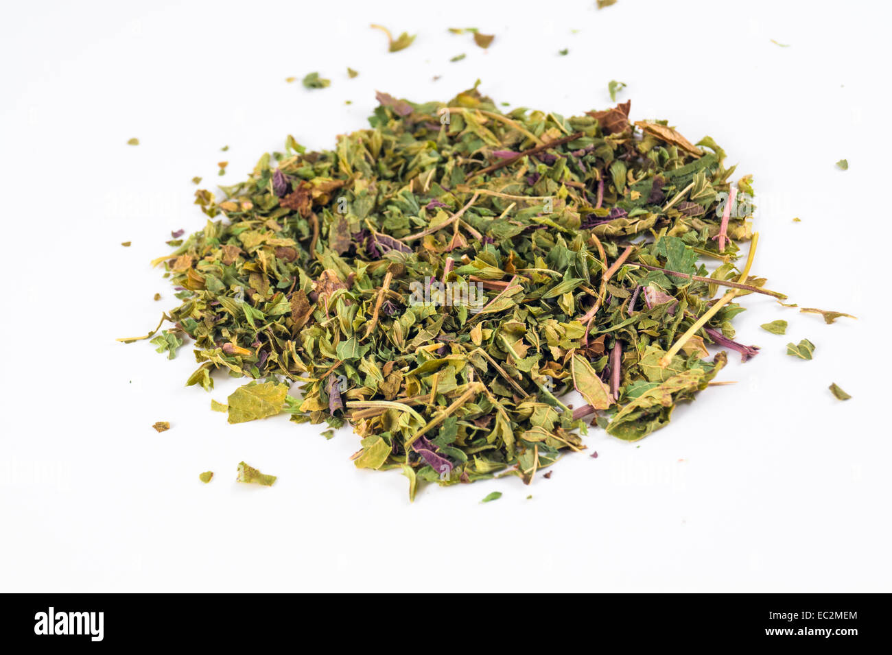 Melissa officinalis in white background Stock Photo - Alamy