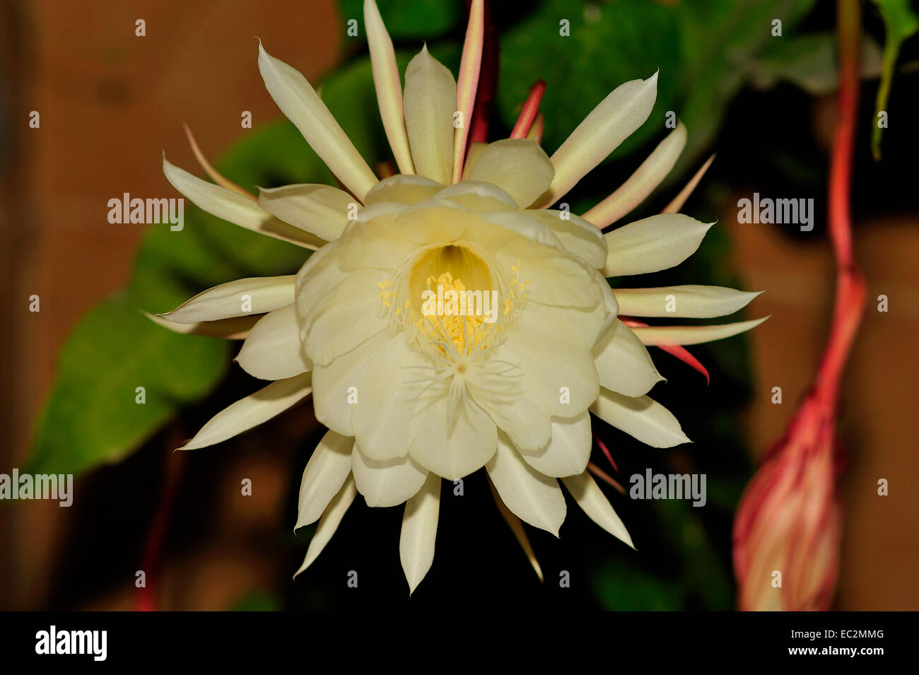 Night blooming cactus hi-res stock photography and images - Alamy