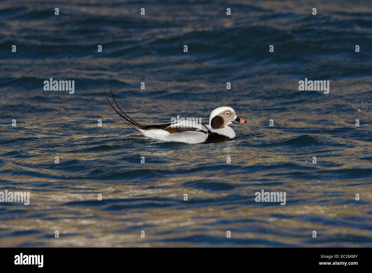 Long tailed duck uk hi-res stock photography and images - Alamy