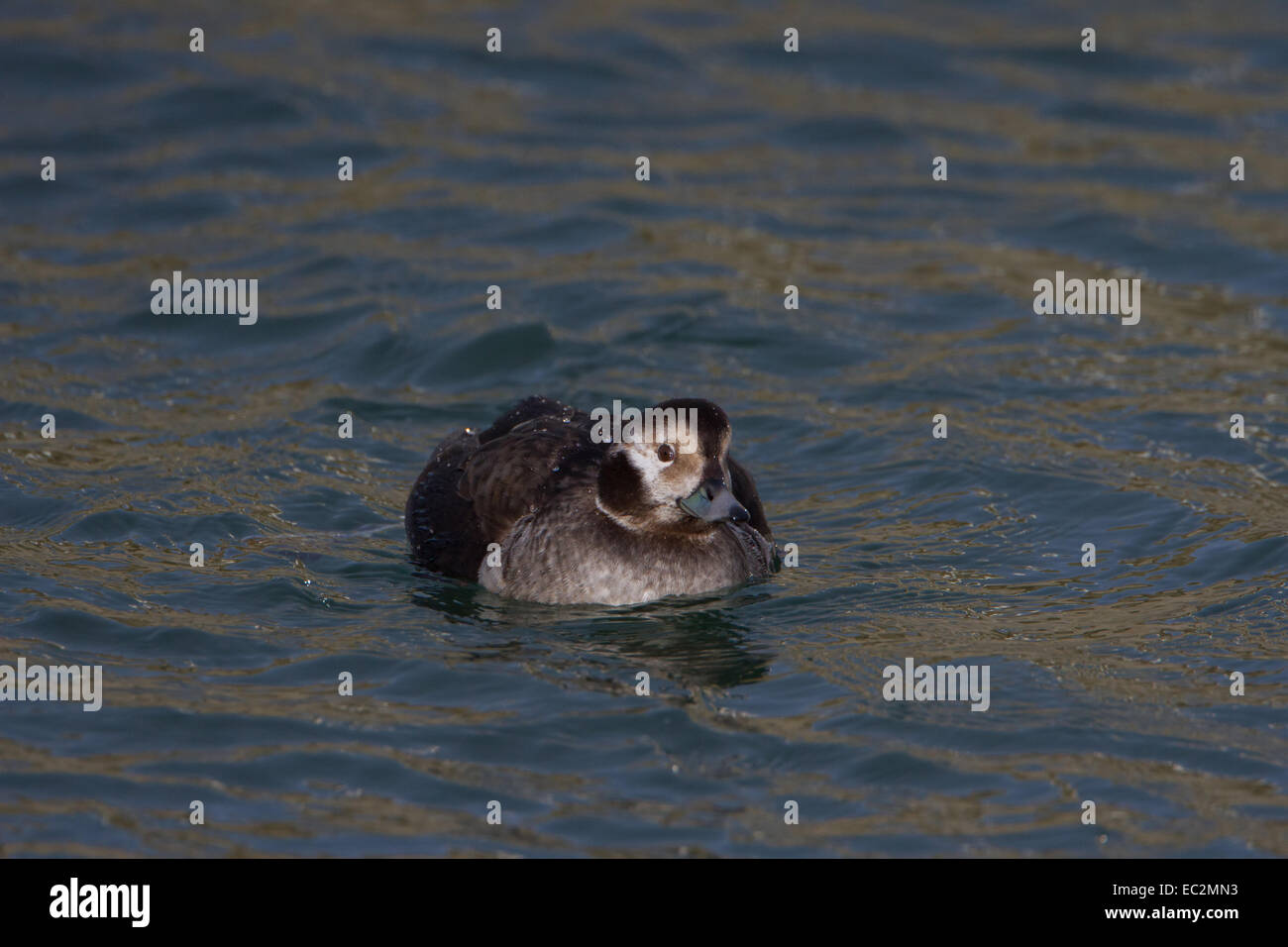 Long tailed duck uk hi-res stock photography and images - Alamy