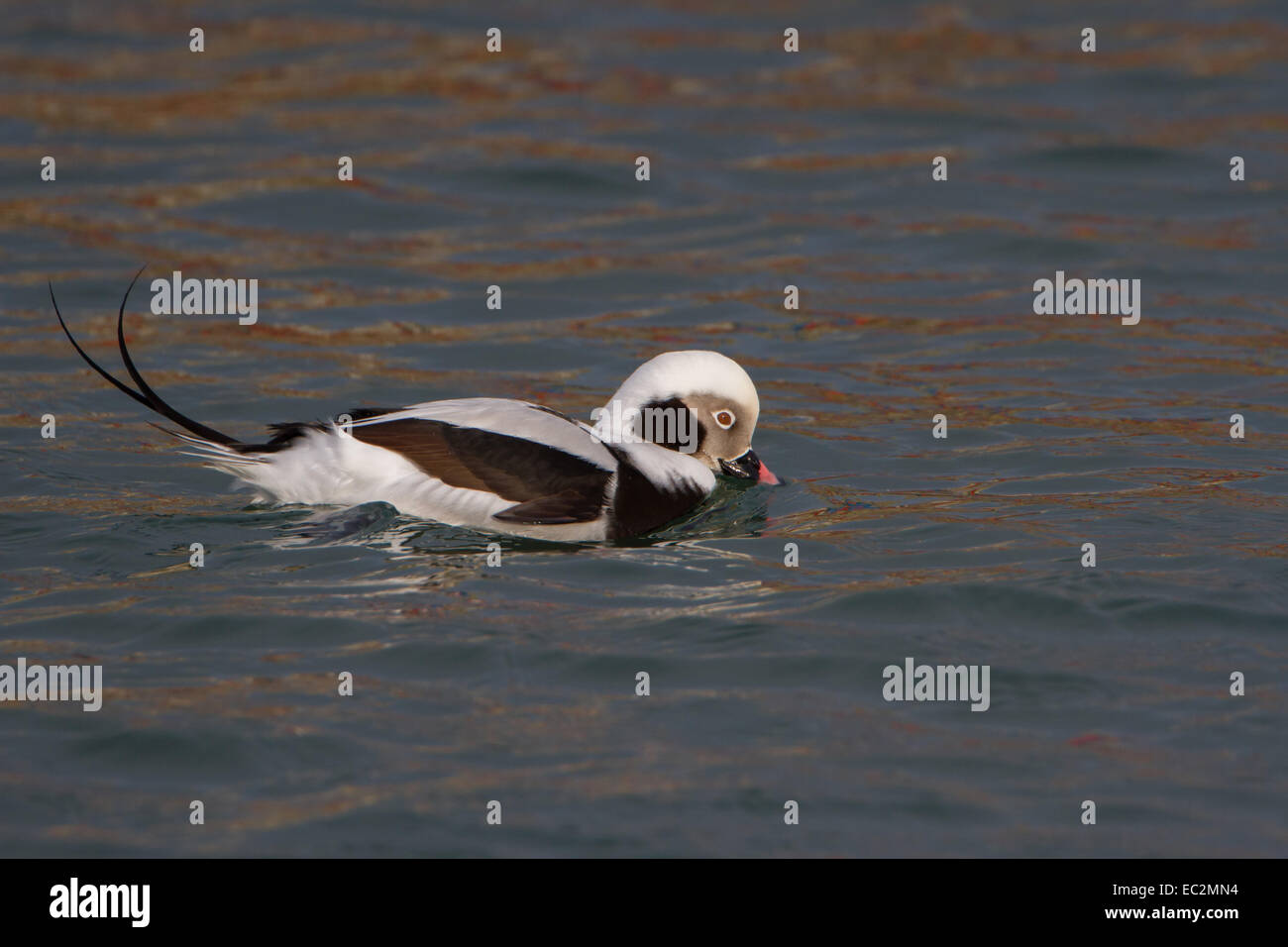 Long tailed duck uk hi-res stock photography and images - Alamy