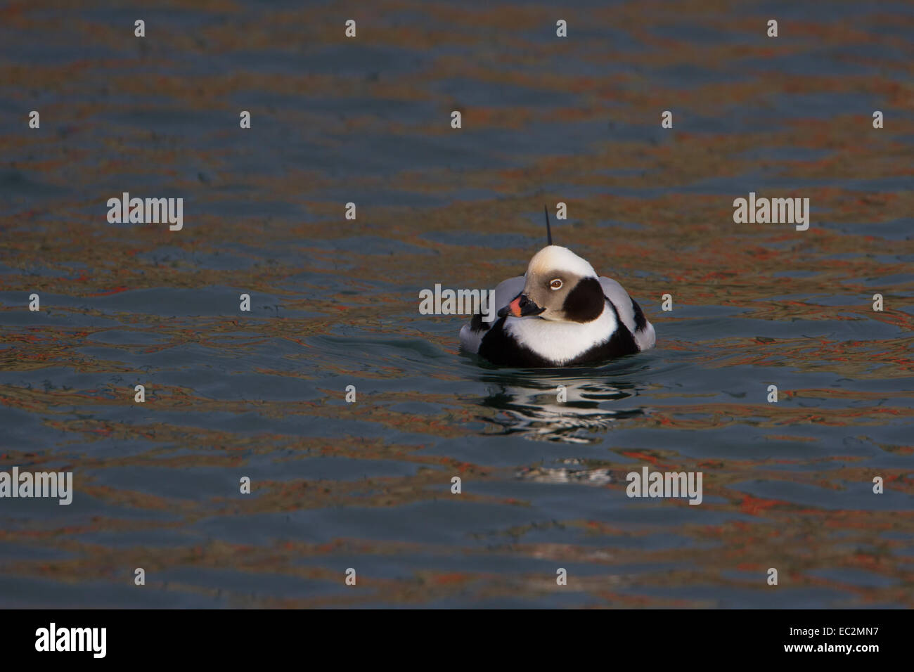 Long tailed duck uk hi-res stock photography and images - Alamy