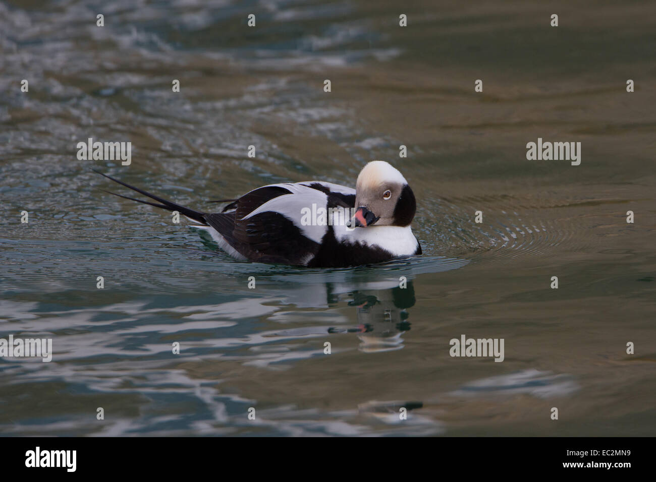 Long tailed duck uk hi-res stock photography and images - Alamy