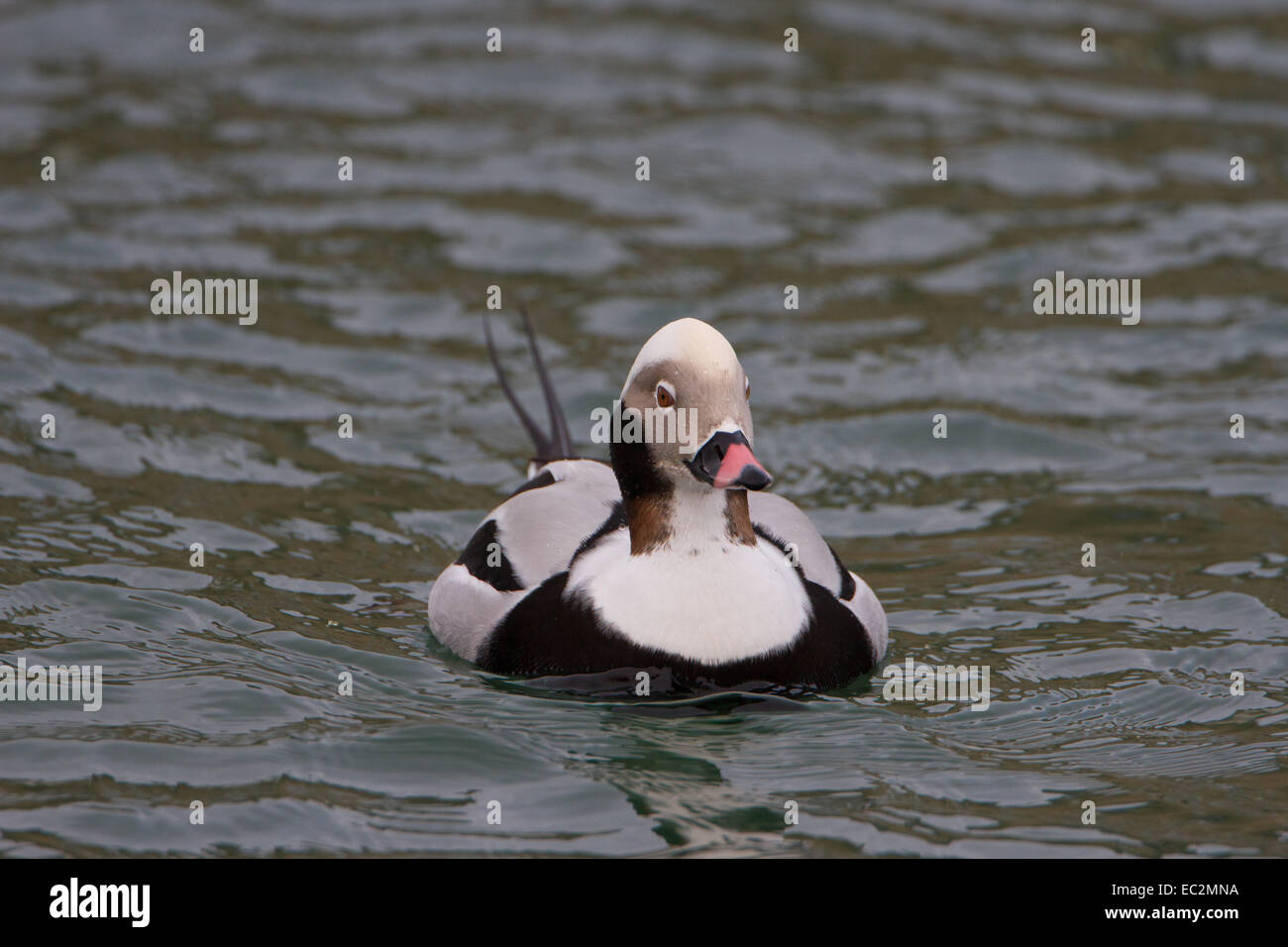 Long tailed duck uk hi-res stock photography and images - Alamy