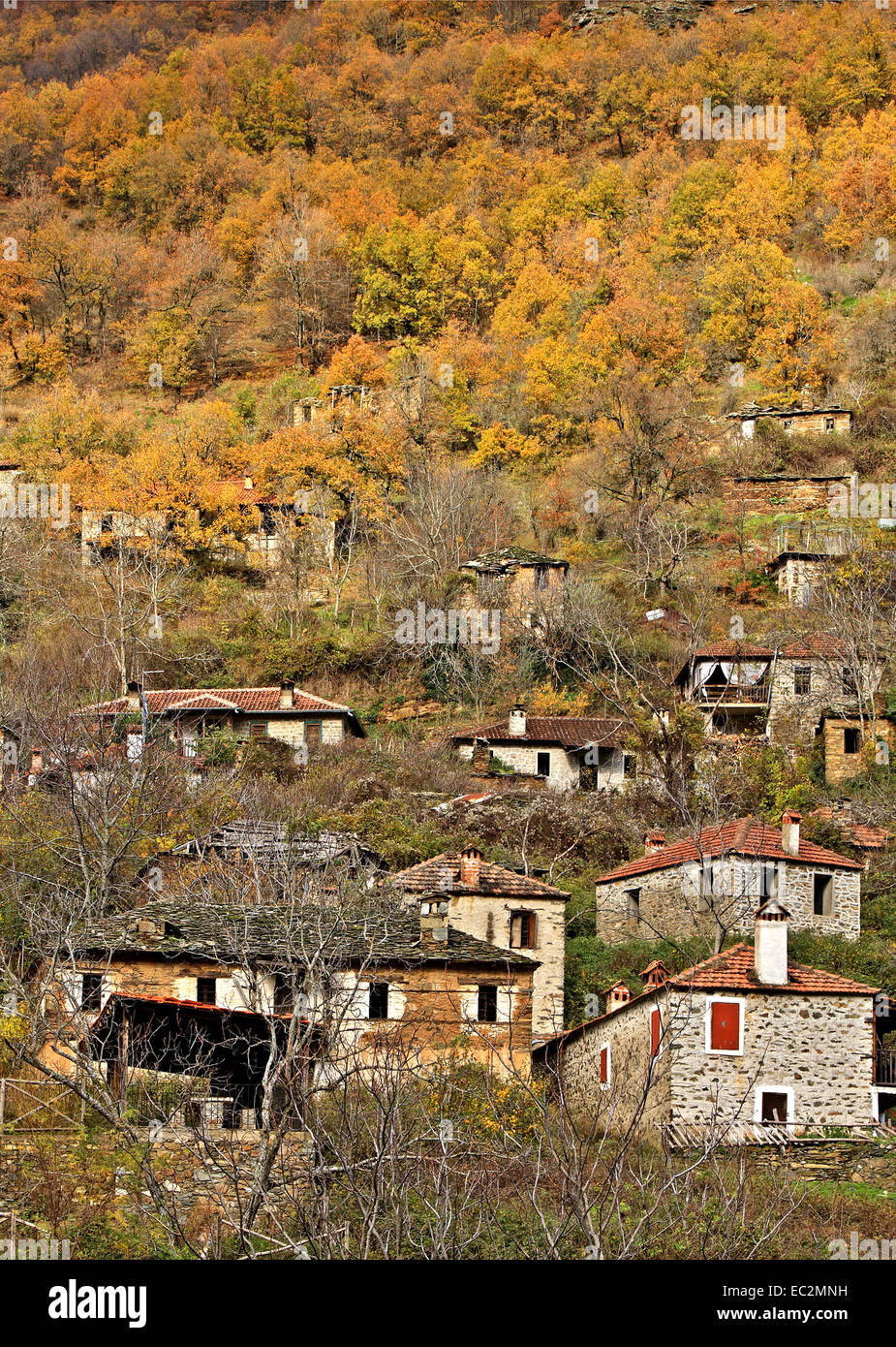 Village tree hi-res stock photography and images - Alamy