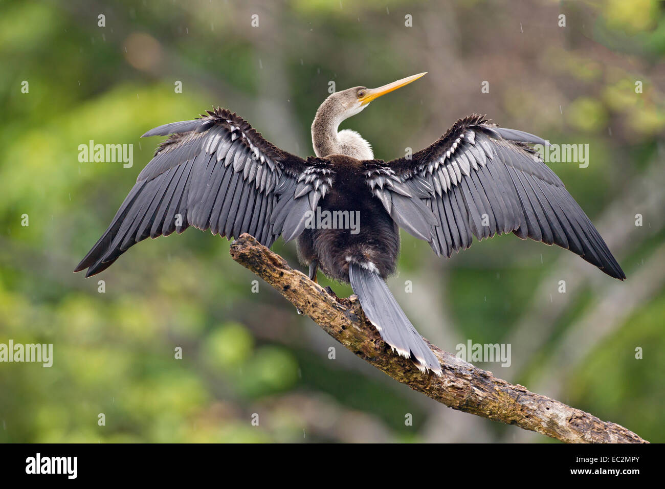 anhinga (Anhinga anhinga) single juvenile standing on branch of tree ...