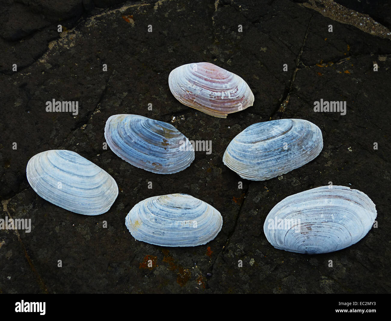A set of shells hi-res stock photography and images - Alamy