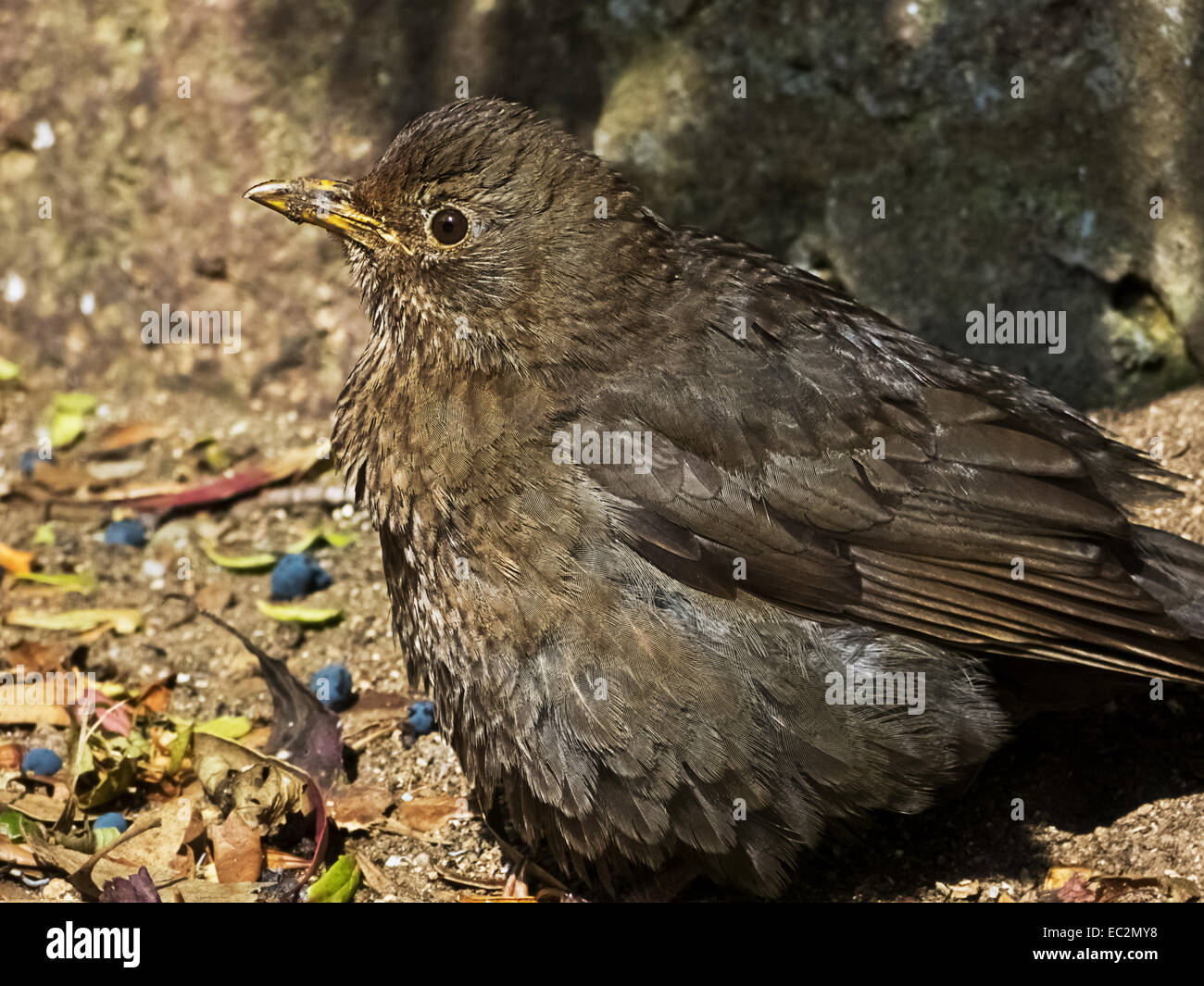 Blackbird wings hi-res stock photography and images - Alamy