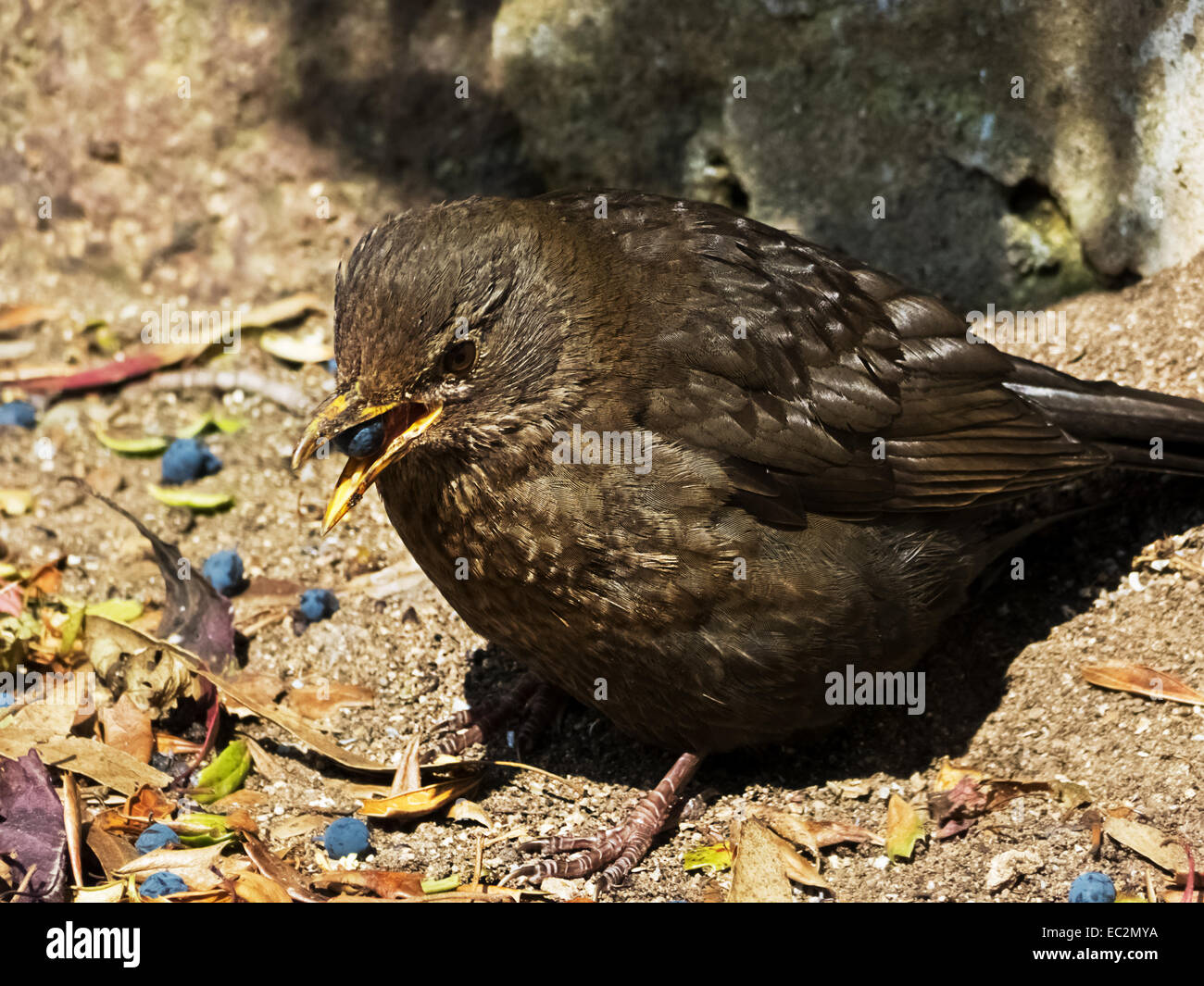 Blackbird wings hi-res stock photography and images - Alamy