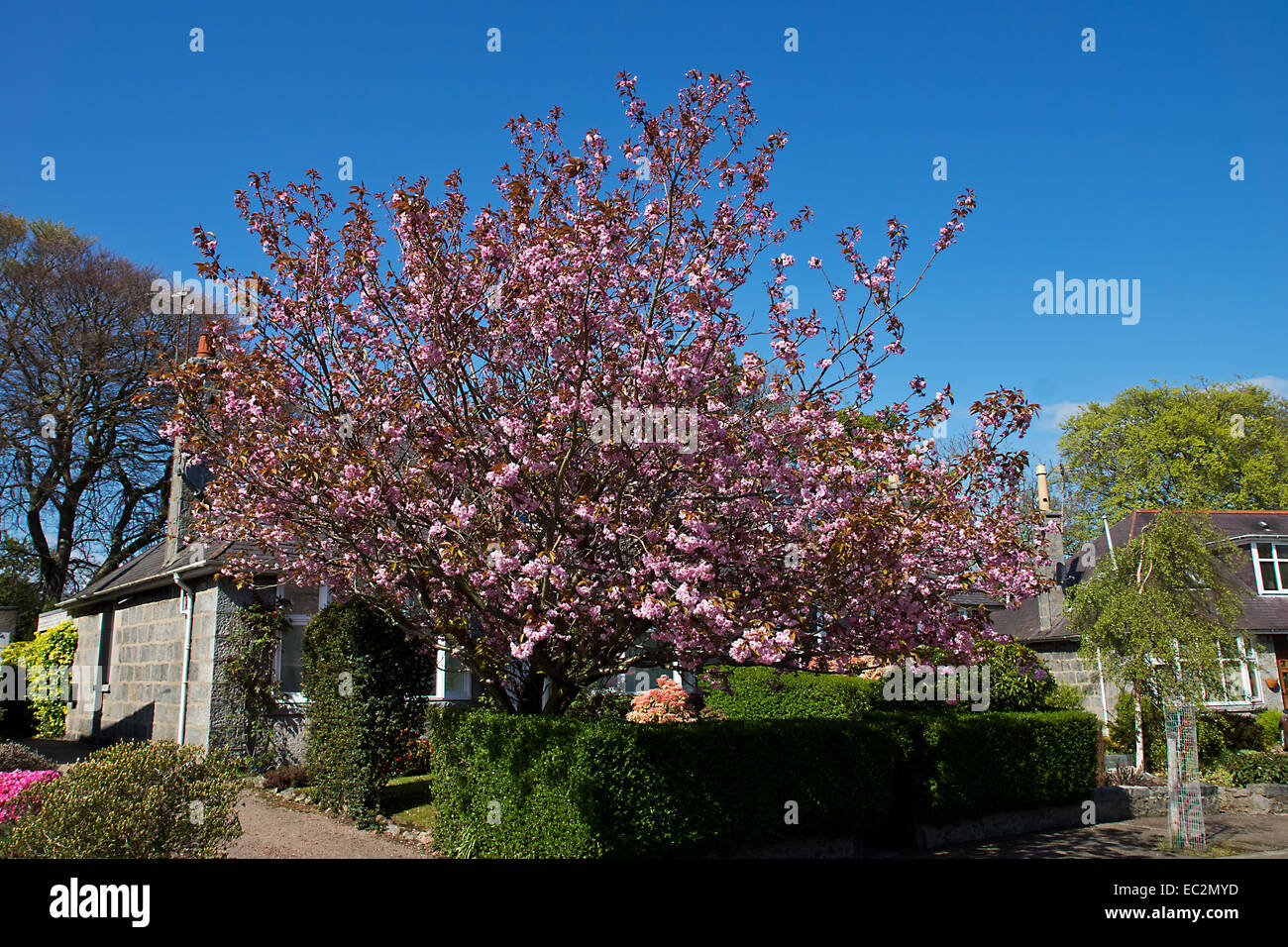 Cheery blossom tree and hedge Stock Photo - Alamy