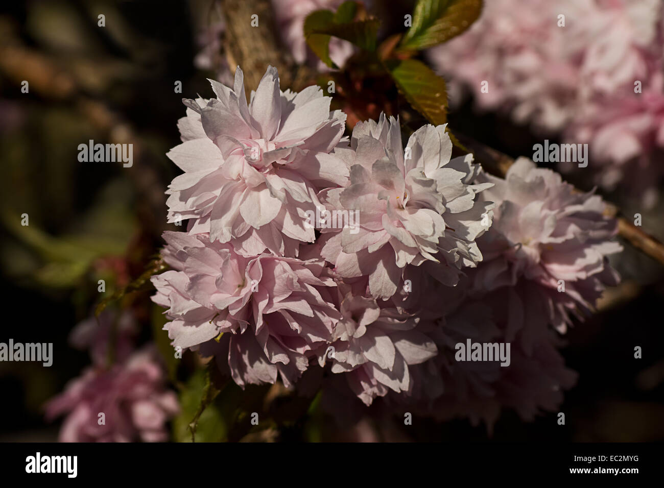 Light pink cherry blossom Stock Photo - Alamy