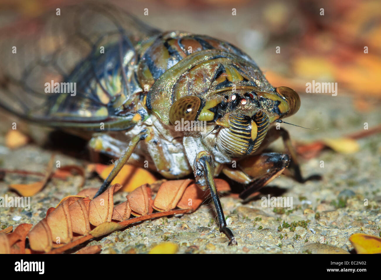 Cicada at Night, southern Belize Stock Photo - Alamy
