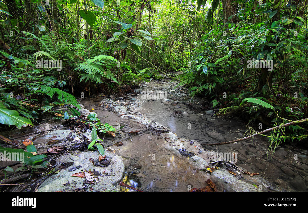 Jungle Stream in the Columbia River Forest Reserve, Toledo, Belize ...