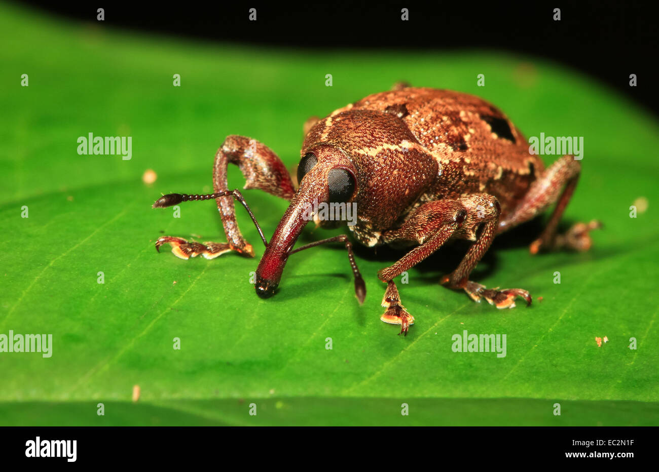 Weevil bug hi-res stock photography and images - Alamy