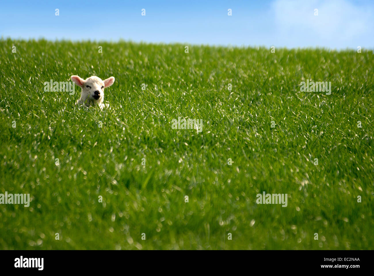 Beautiful spring lambs hi-res stock photography and images - Alamy