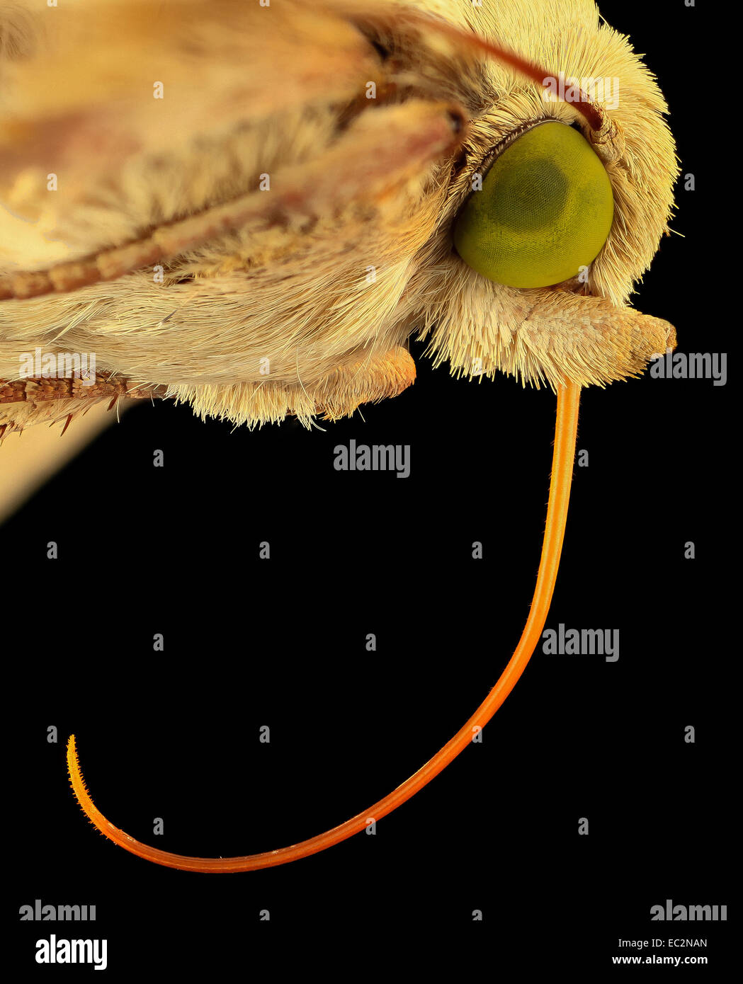 This image features a close-up of a corn earworm moth, also known as ...