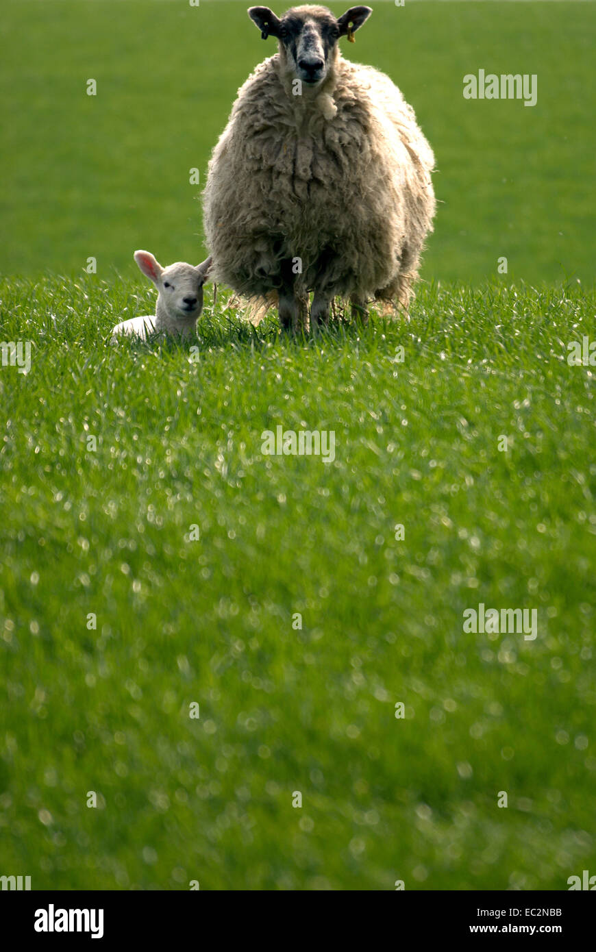 Beautiful spring lambs hi-res stock photography and images - Alamy