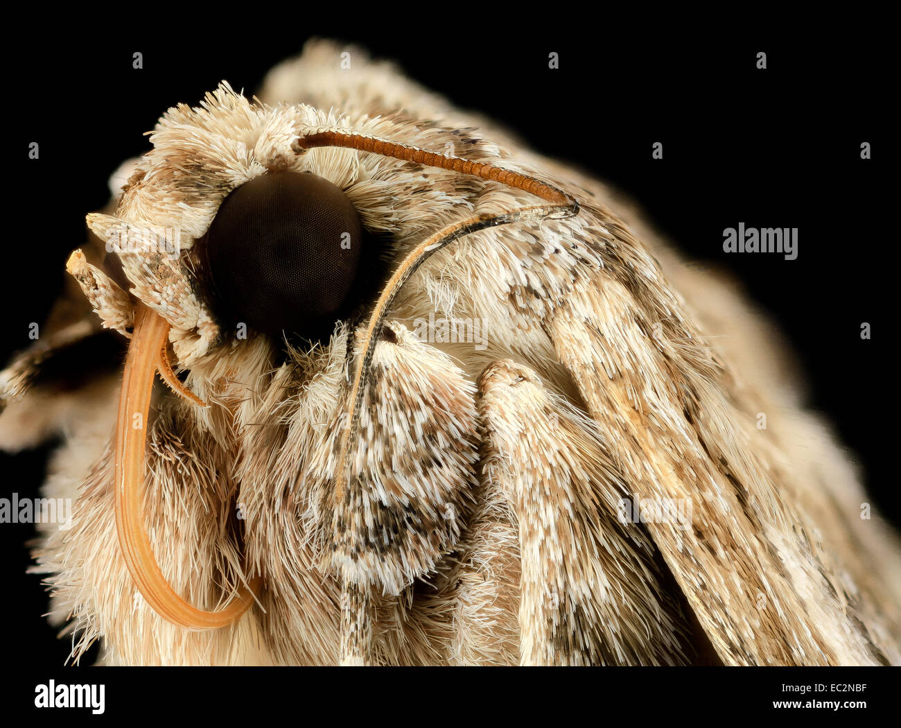 Defoliation hi-res stock photography and images - Alamy