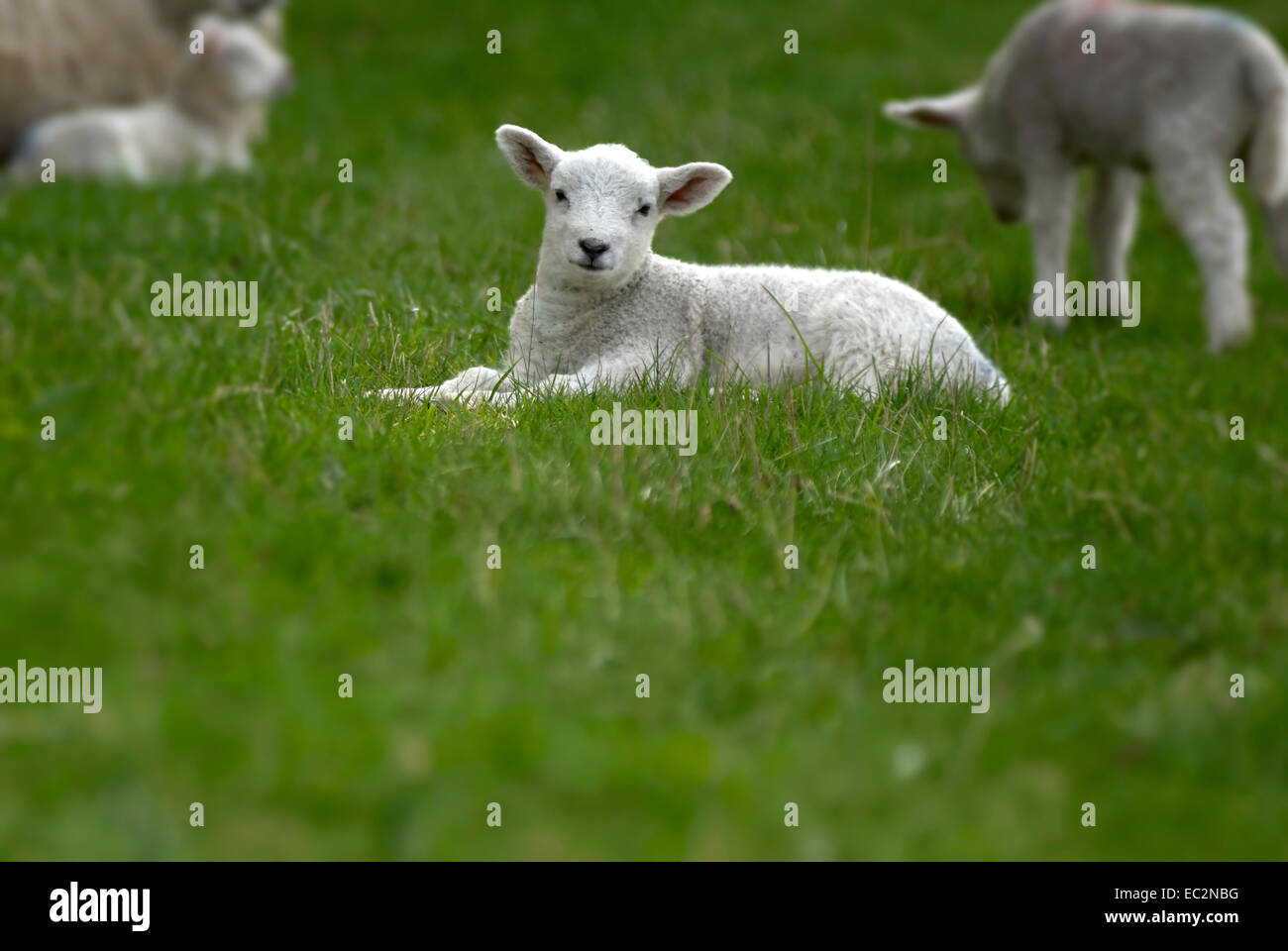 Gamboling Lambs Stock Photos & Gamboling Lambs Stock Images - Alamy