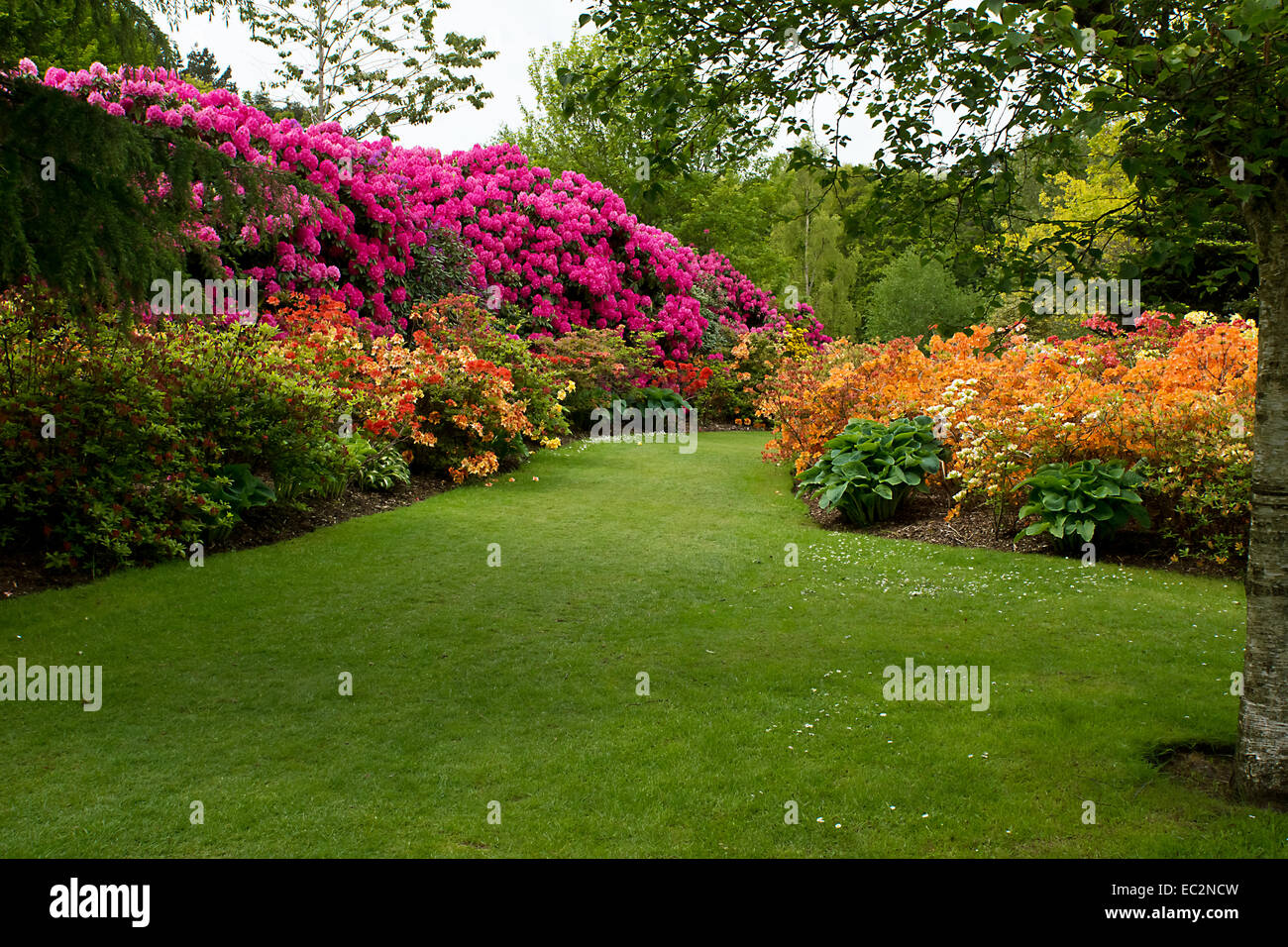 Azalea and rhododendron border with tree Stock Photo - Alamy