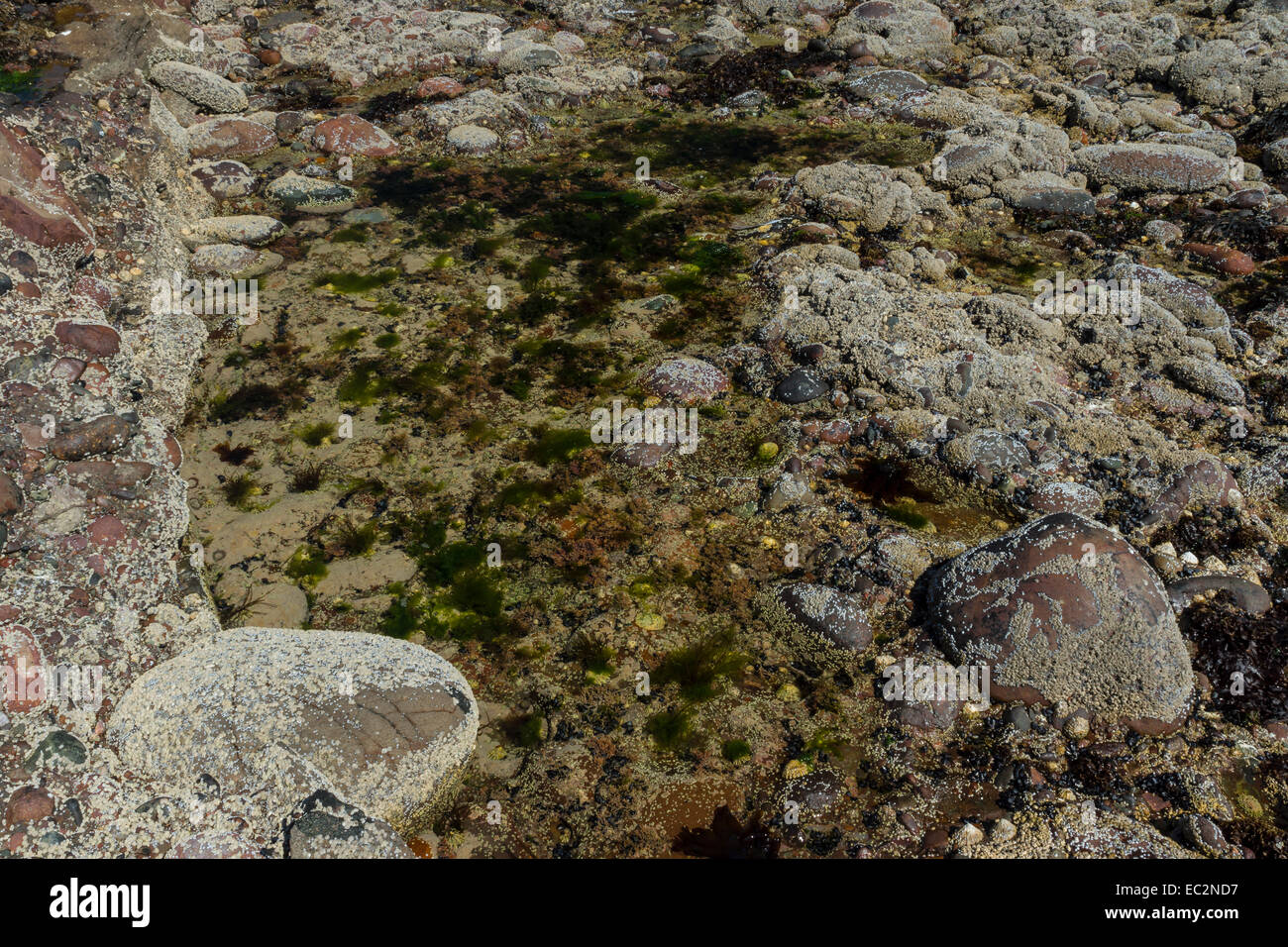 Mussels rock pool hi-res stock photography and images - Alamy