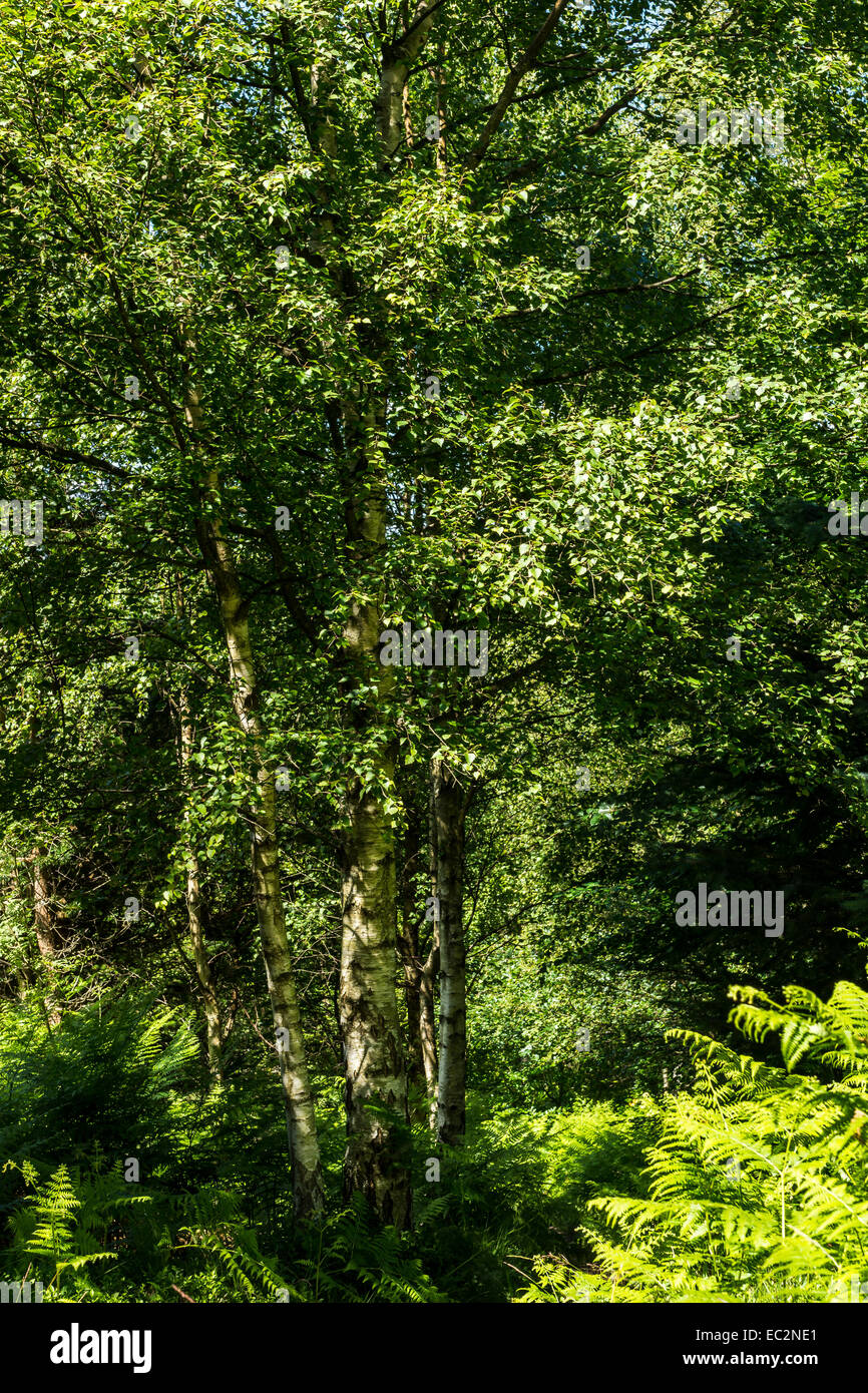 Birch trees and bracken Stock Photo - Alamy