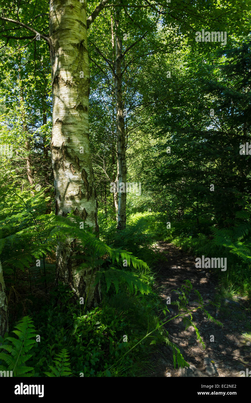 Birch tree and path Stock Photo - Alamy