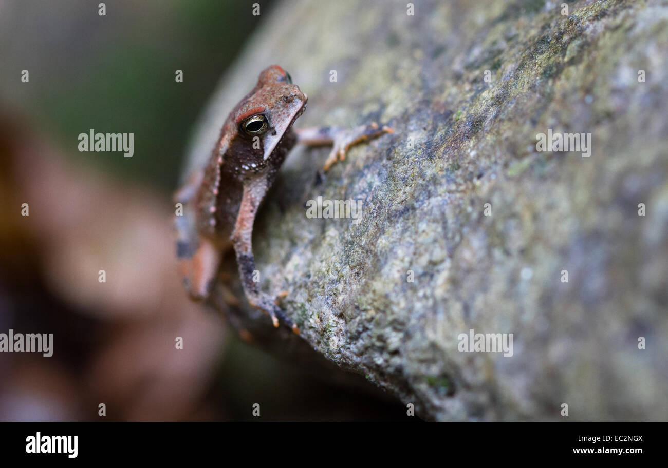 Campbell's Rainforest Toad (Bufo campbelli), Toledo, Belize Stock Photo ...