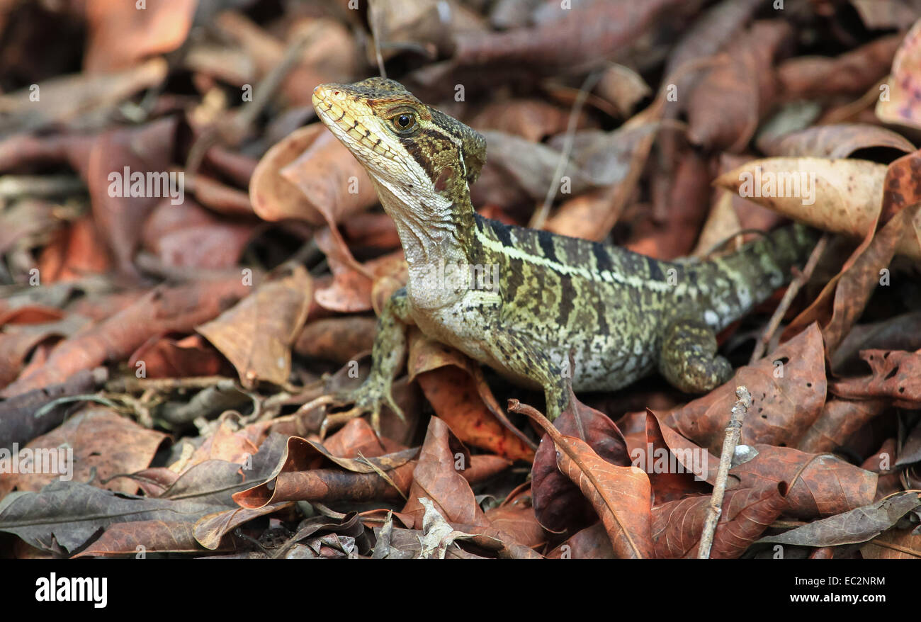 Striped basilisk lizard hi-res stock photography and images - Alamy