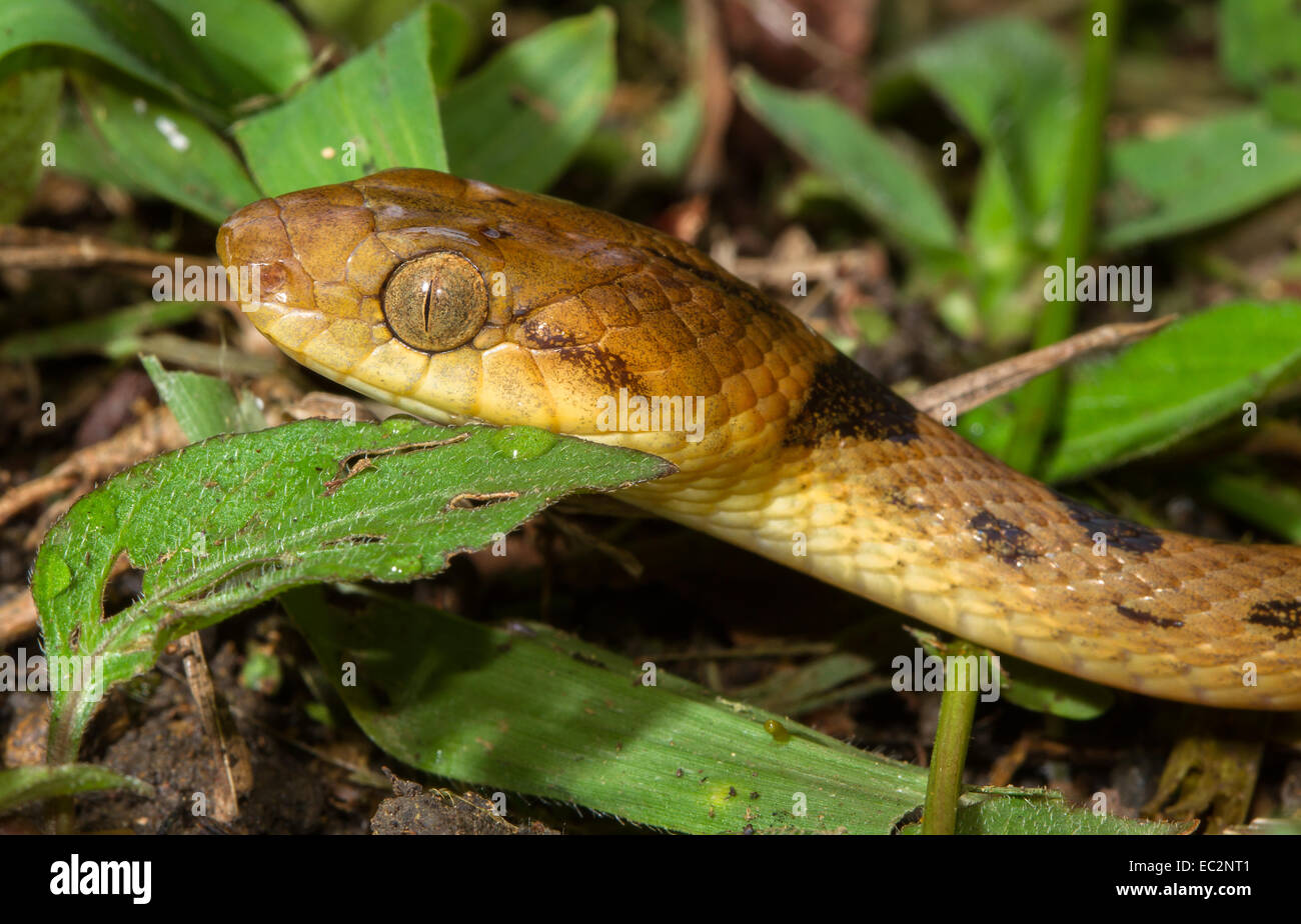 Northern Cat-eyed Snake (Leptodeira septentrionalis) at Night in Toledo ...