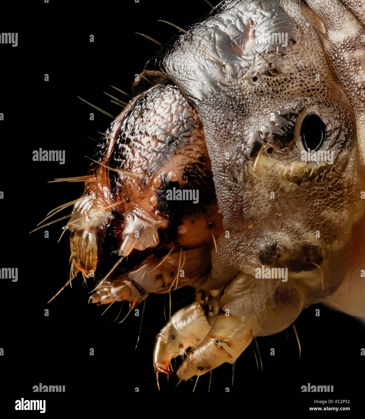 A top view of a black cutworm caterpillar, a known agricultural pest ...