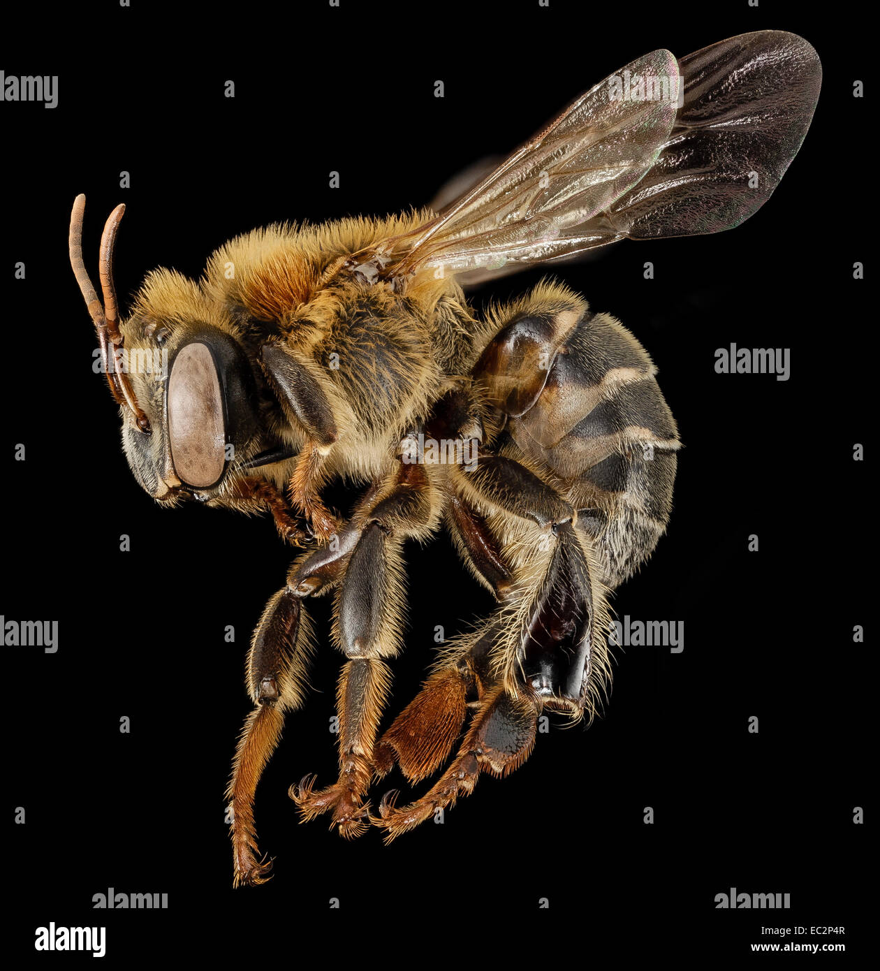 This image captures a side view of a female stingless bee (Melipona ...