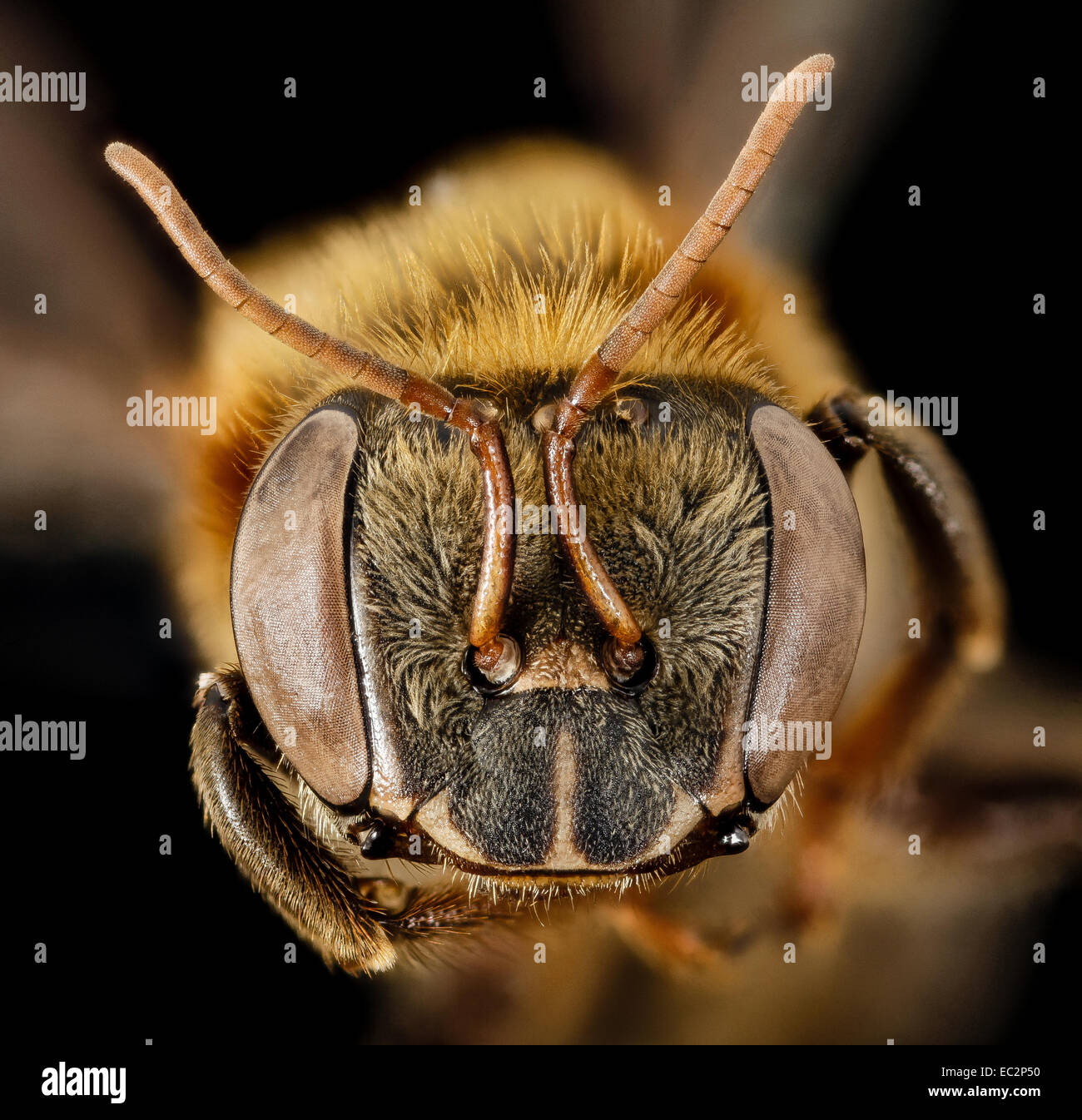 A close-up of a female stingless bee from Peru. This species, known for ...