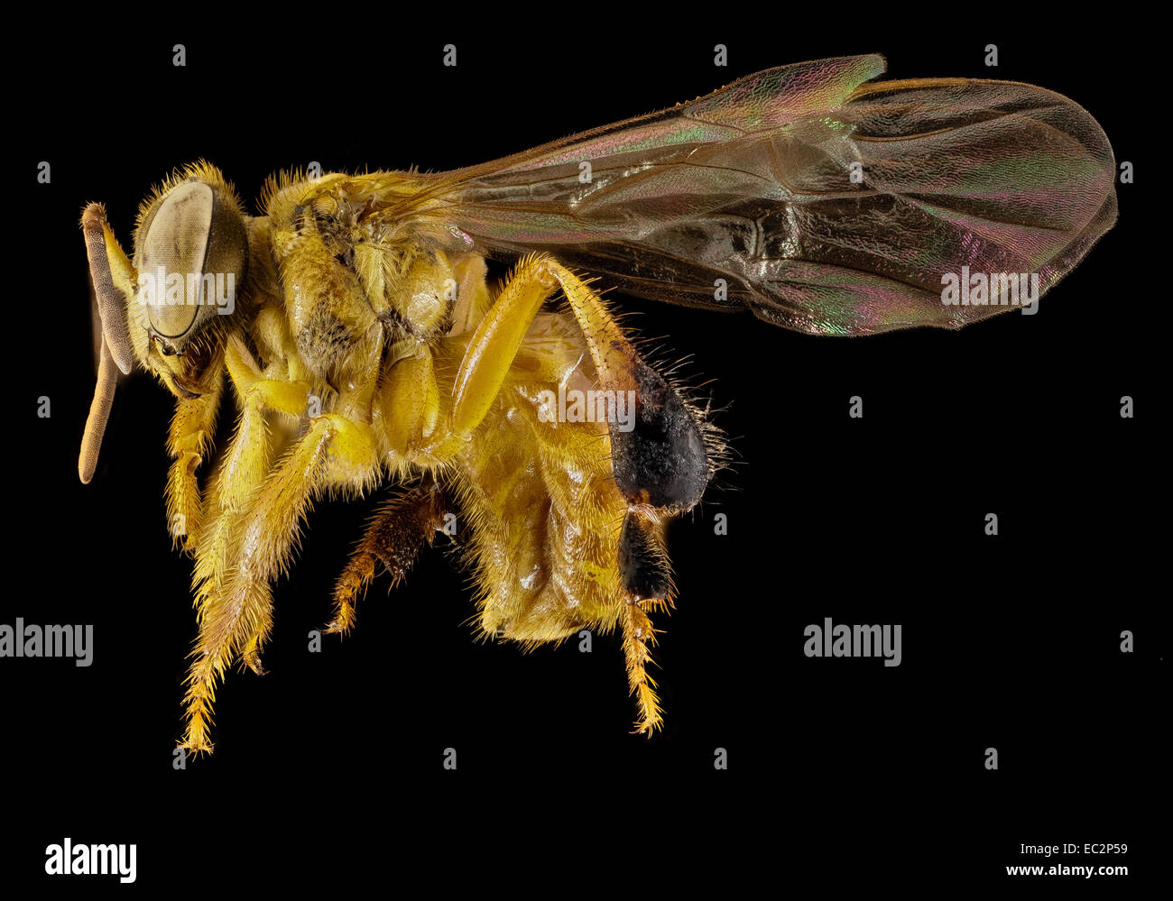 Stingless bees peru hi-res stock photography and images - Alamy