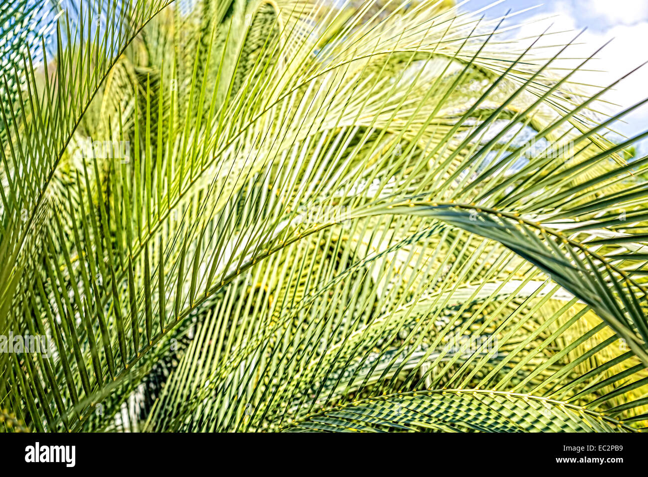 Palm shoot hi-res stock photography and images - Alamy