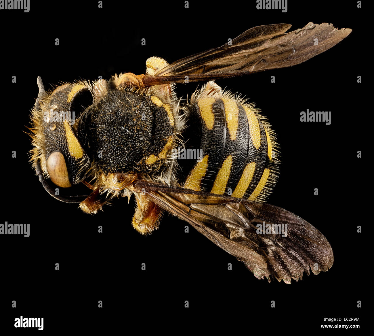 This image shows a gynandromorph of Anthidium oblongatum, a species of ...
