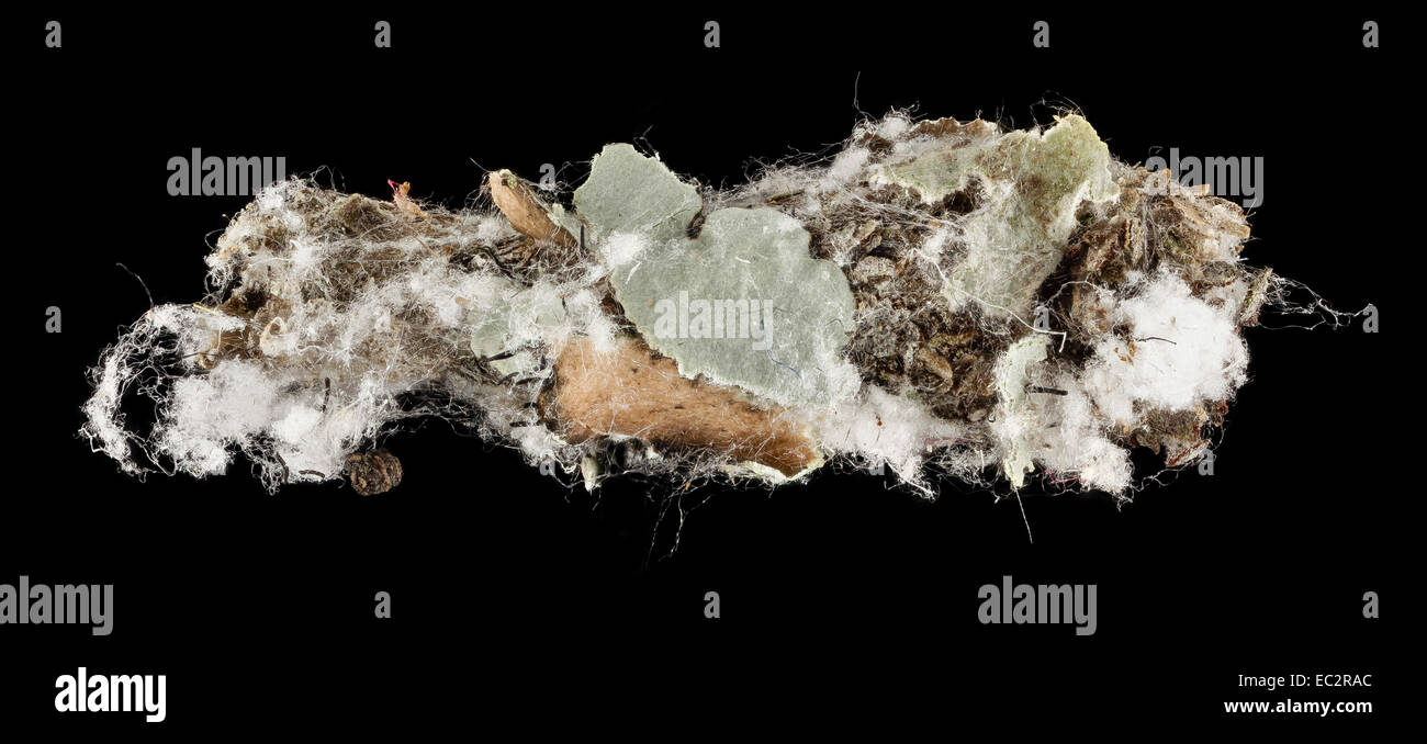 Luke Whitaker's moth collection, U, coccoon, Virginia, Chincoteague ...