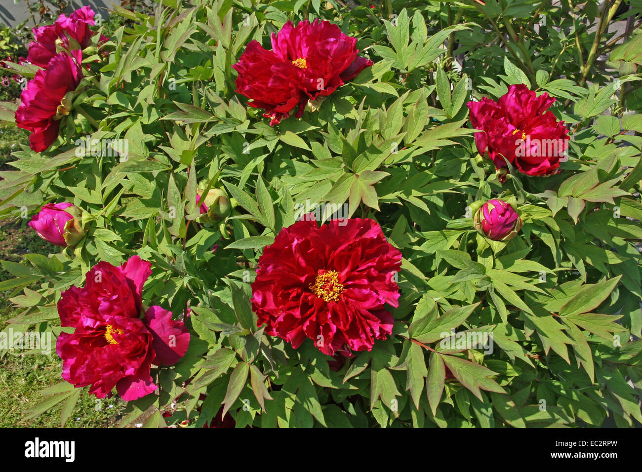 Peonia selvatica hi-res stock photography and images - Alamy