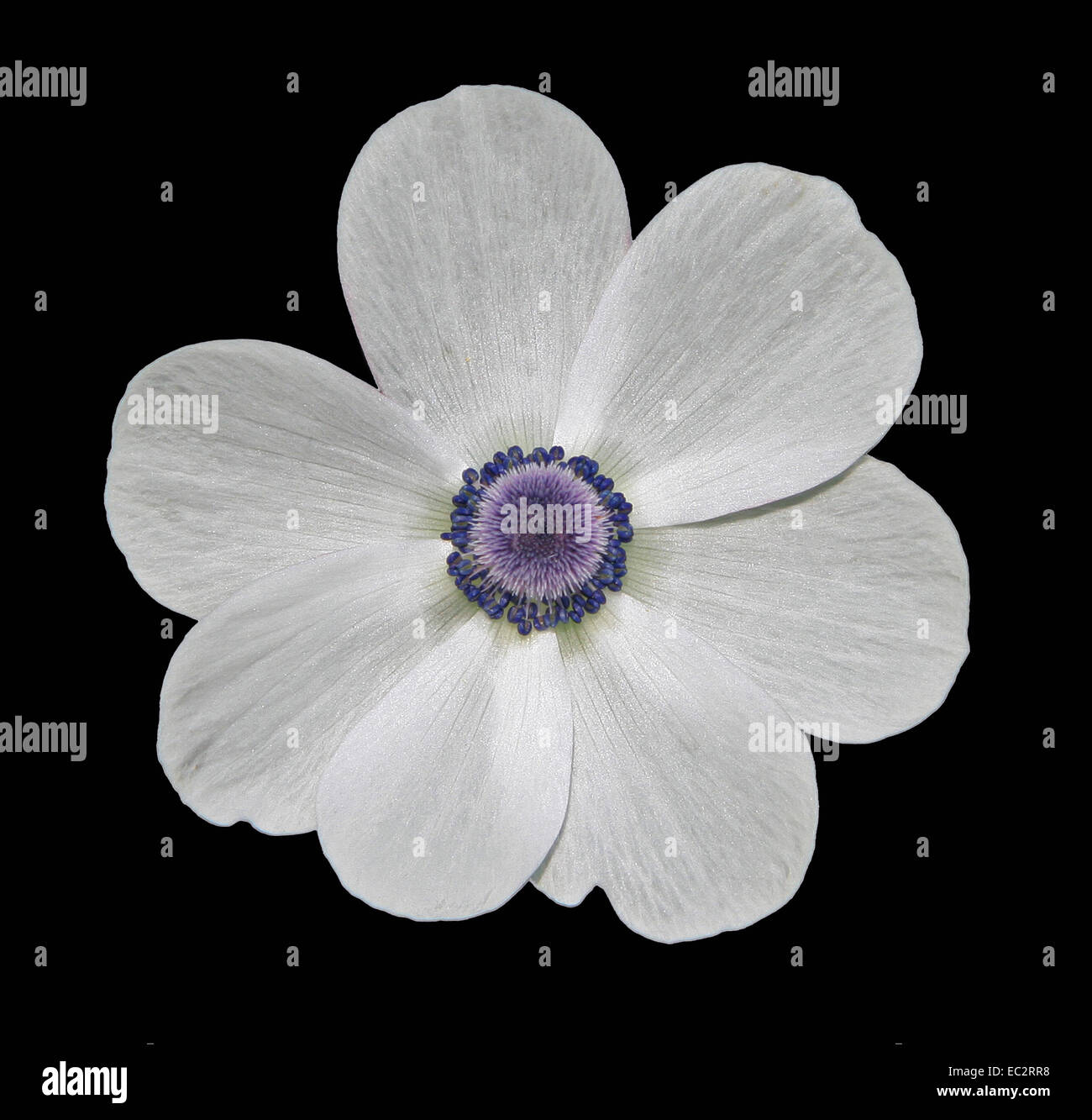 White poppy anemone (Anemone coronaria Stock Photo - Alamy