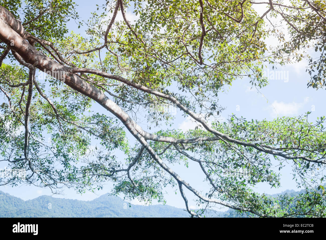 Big tree branches hi-res stock photography and images - Alamy