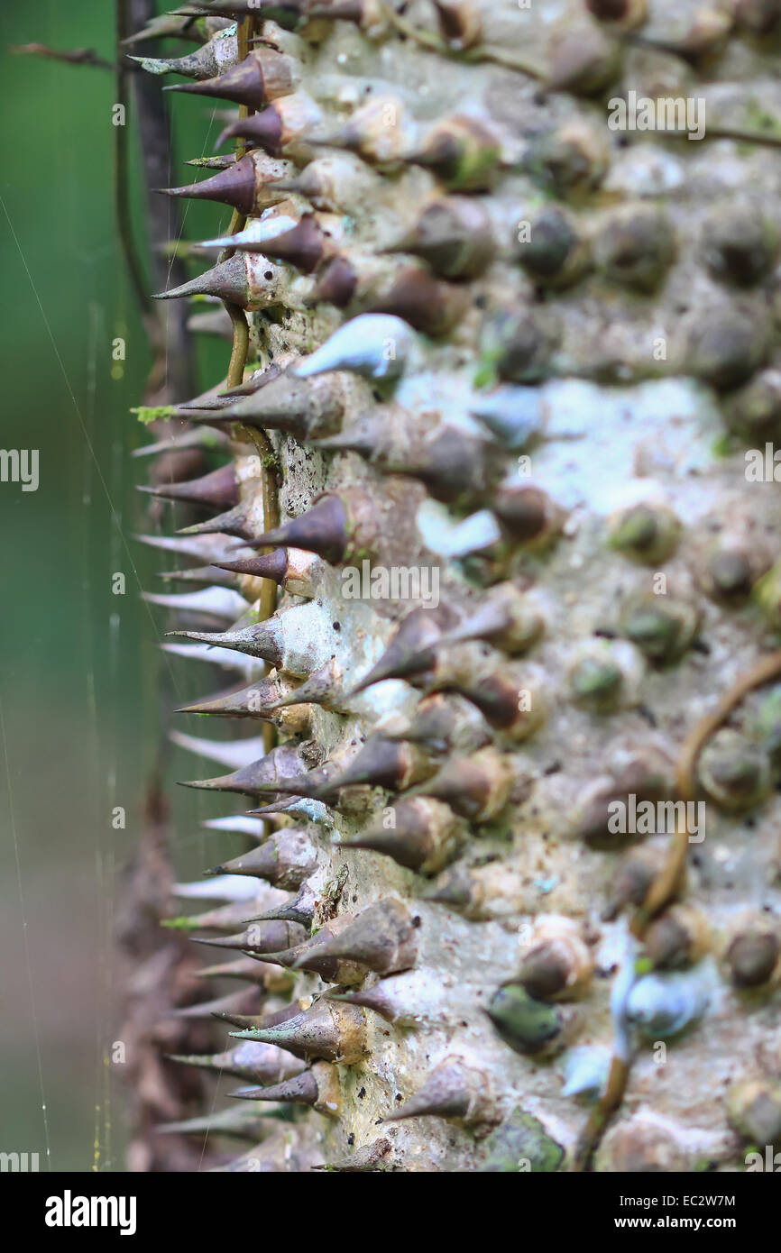 Tree Spines, Costa Rica Stock Photo - Alamy