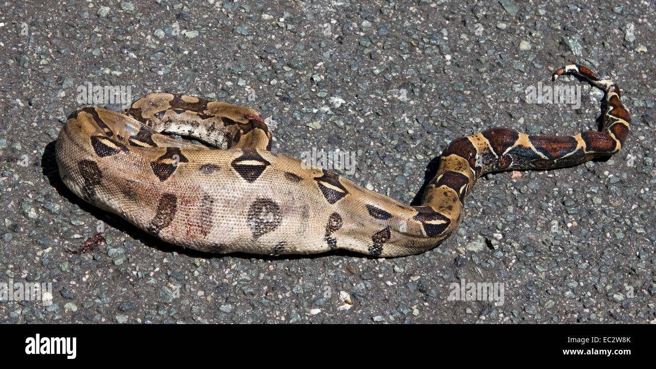 Caribbean snake hi-res stock photography and images - Alamy