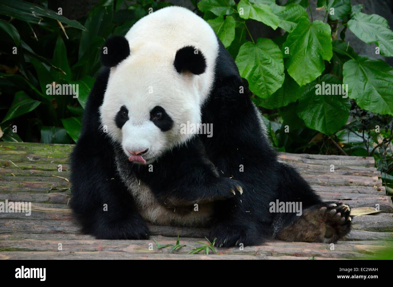 River Safari Singapore Panda