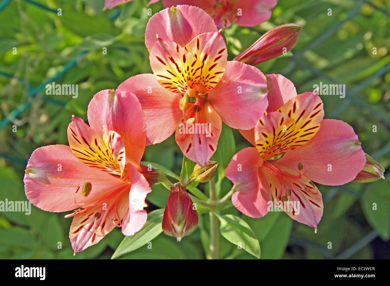 Buy Alstroemeria Alstroemeria Saturne Planet Series 12