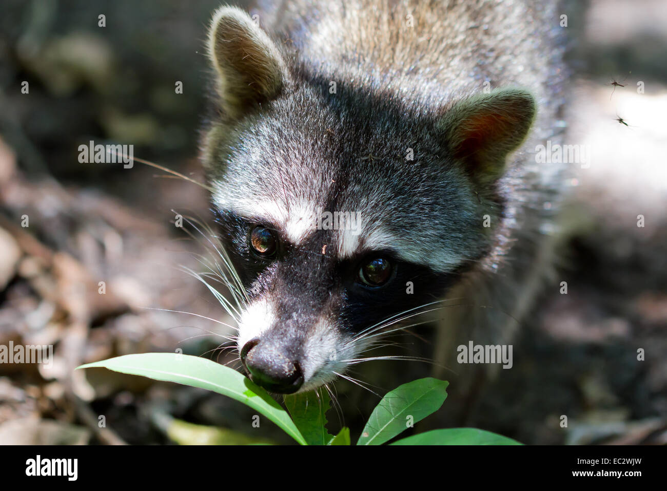 Raccoon in the Jungle, Cahuita National Park, Costa Rica Stock Photo ...