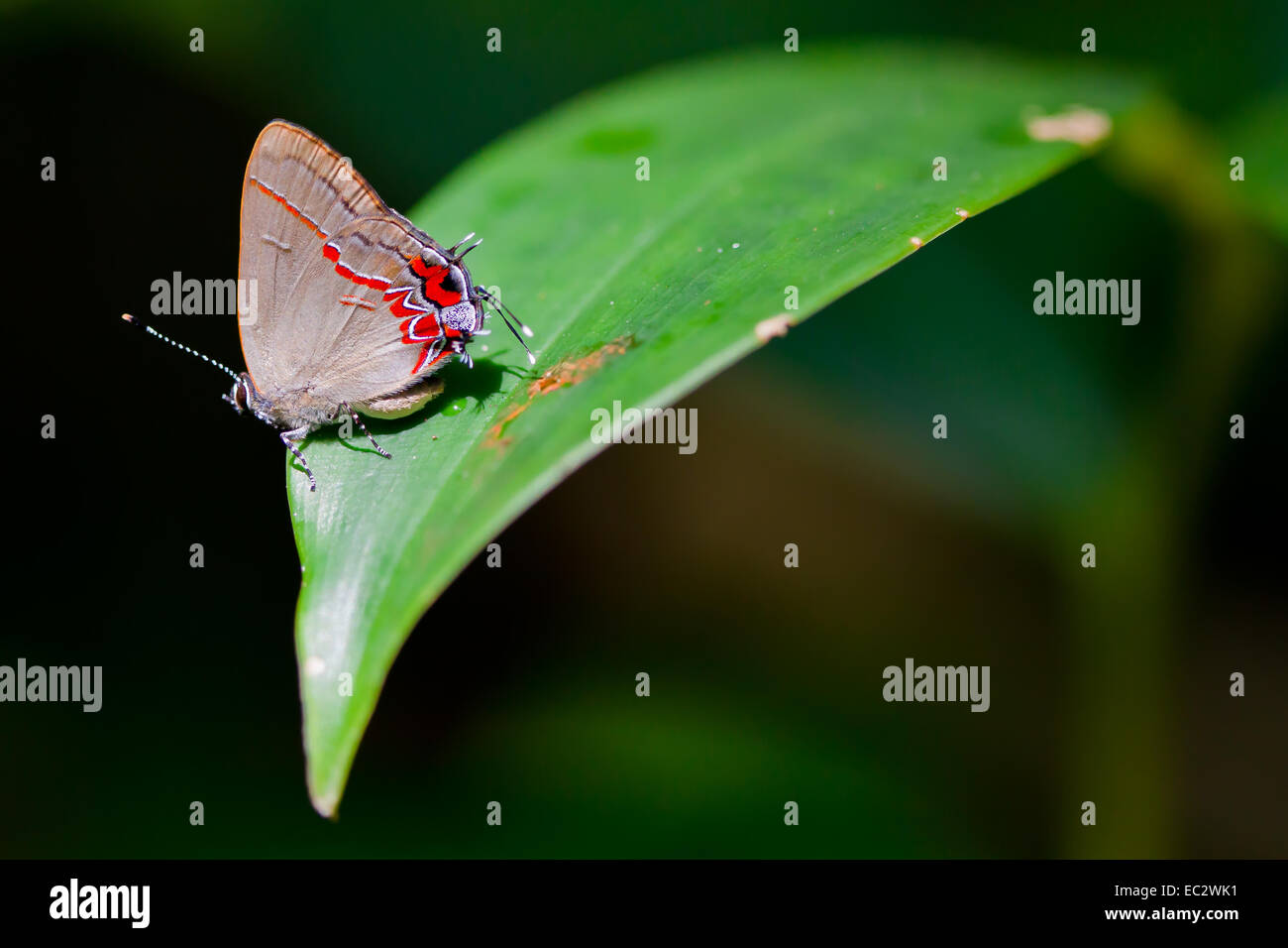 Costa rica butterfly park hi-res stock photography and images - Alamy