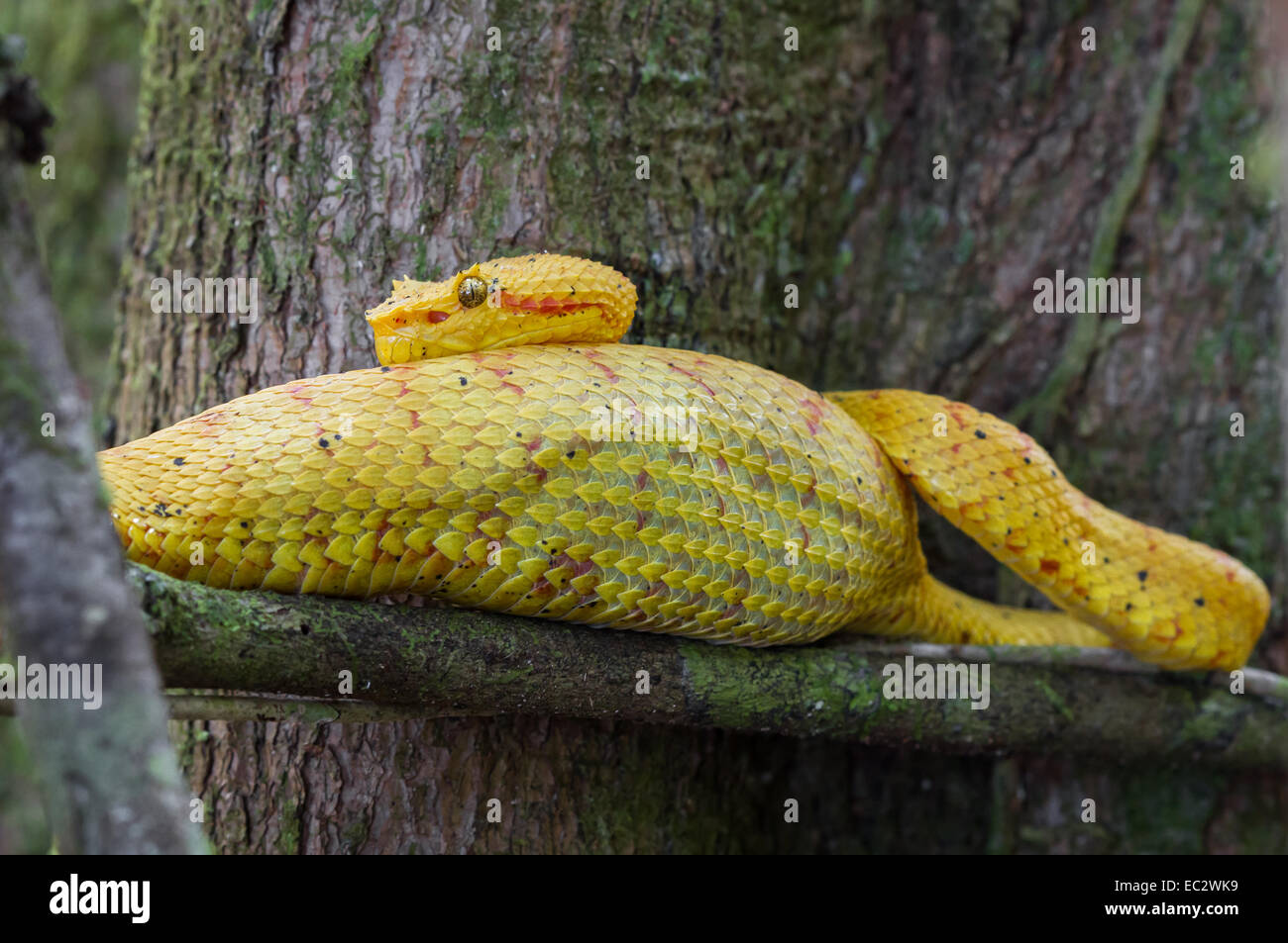 Pink eyelash viper snake hi-res stock photography and images - Alamy